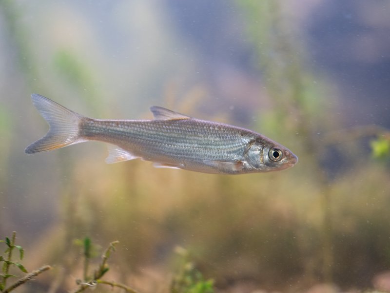 Fische